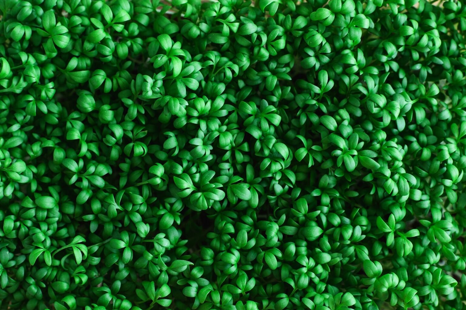 The Superfood List For Peak Health: My Top 9 Superfoods