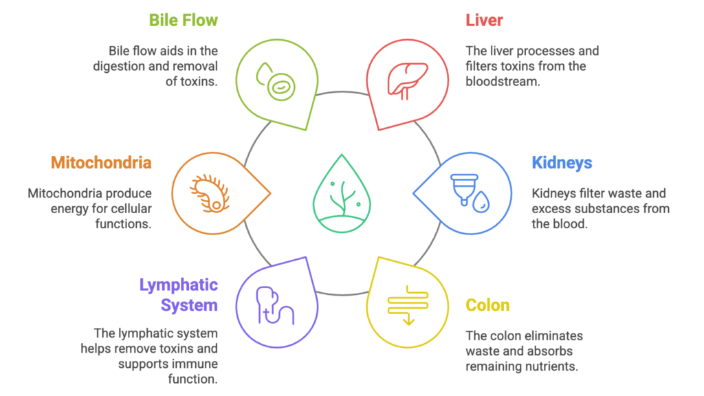 The Ultimate Detox Roadmap: A Step-by-Step Guide To Full Body Cleansing